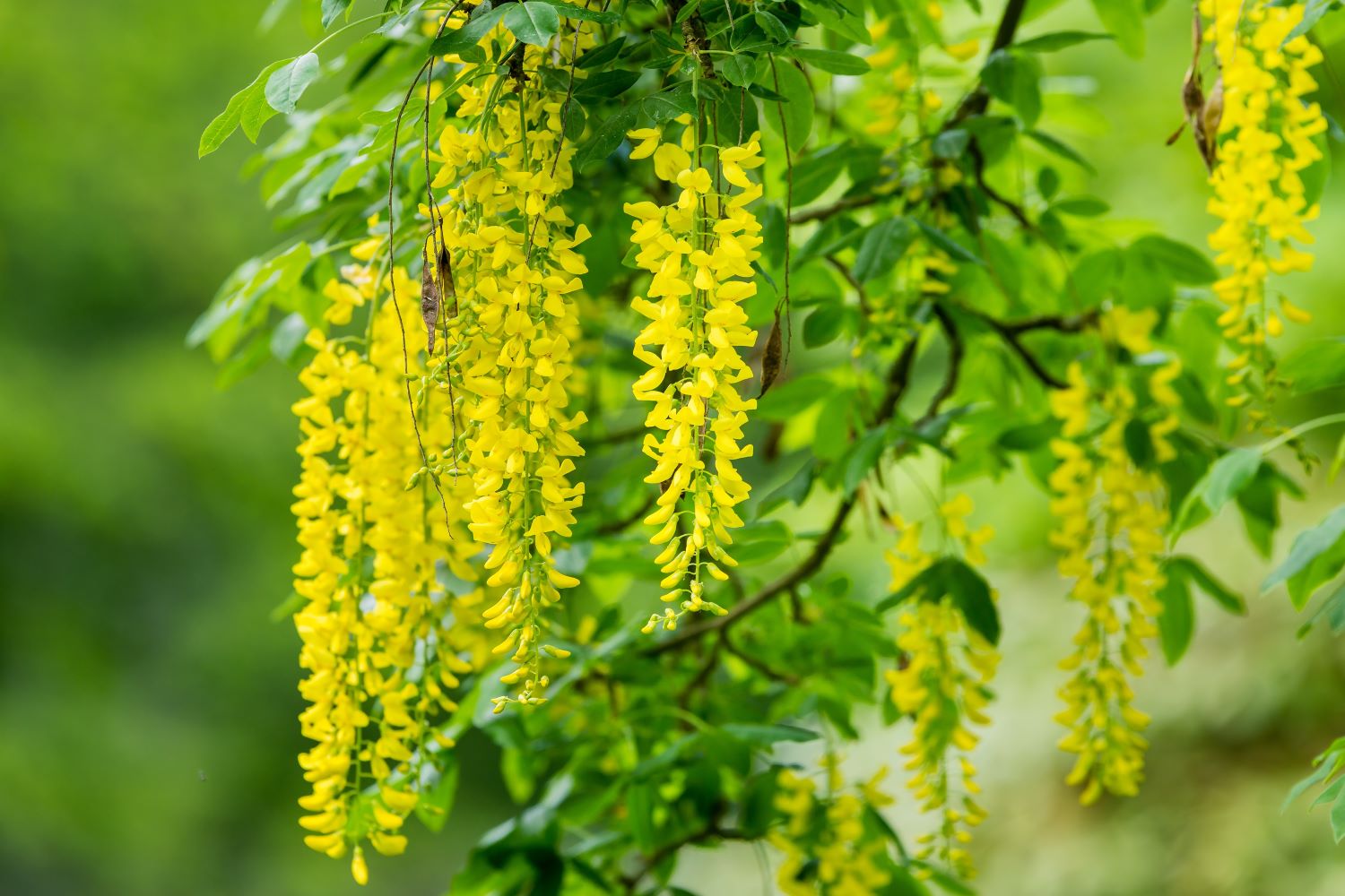 How poisonous is laburnum - Plantura