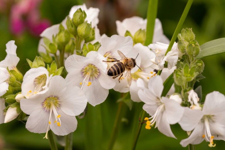 Jacob's ladder: Planting, pruning & overwintering - Plantura
