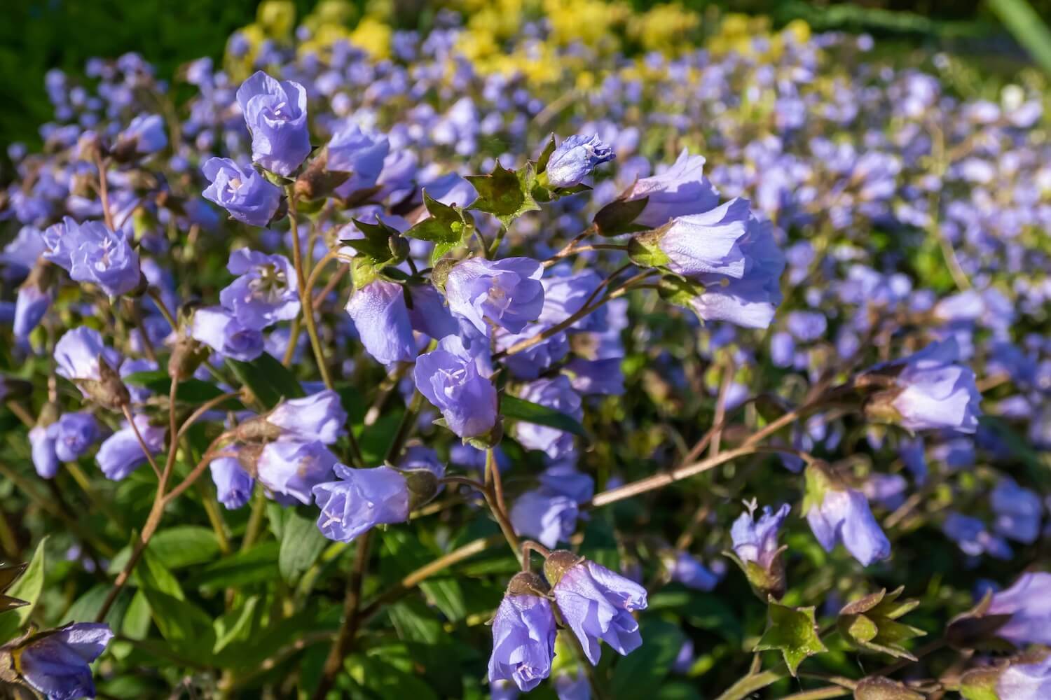 Jacob's ladder: Planting, pruning & overwintering - Plantura