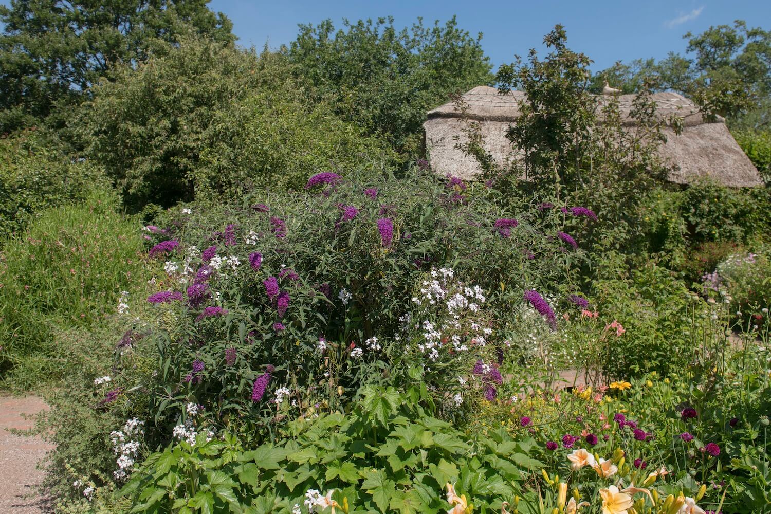 Propagating buddleia: via cuttings & seeds - Plantura