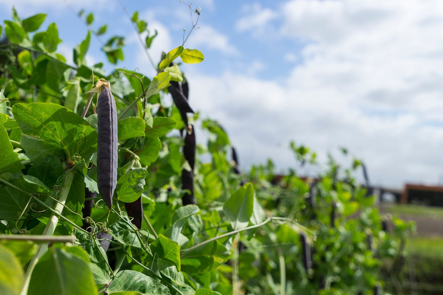 Types of peas: the best pea varieties - Plantura
