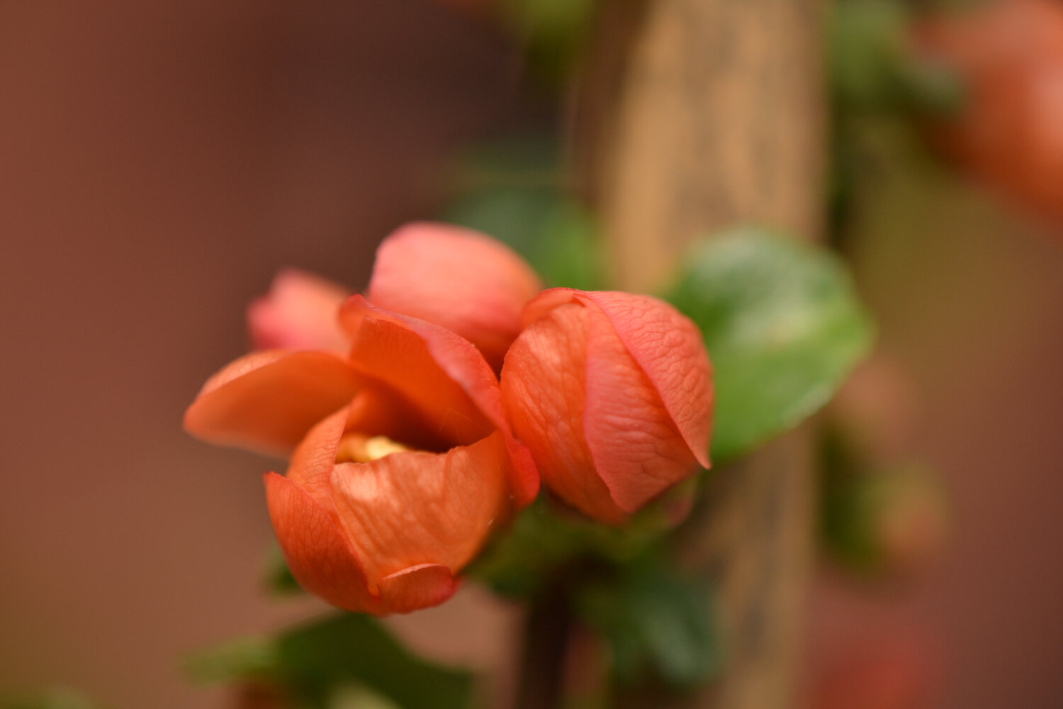 Japanese quince: care, propagation & varieties - Plantura