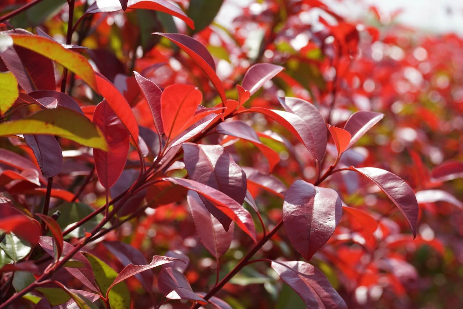 Photinia: profile, plant care & toxicity - Plantura