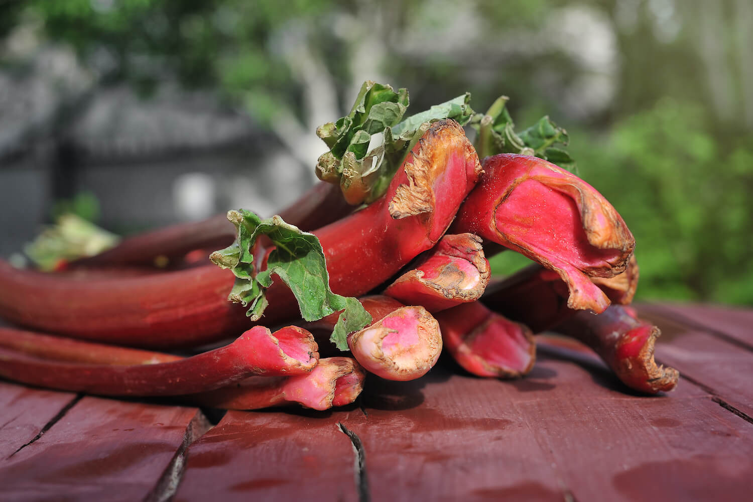 Harvesting rhubarb: how & when to pick rhubarb - Plantura