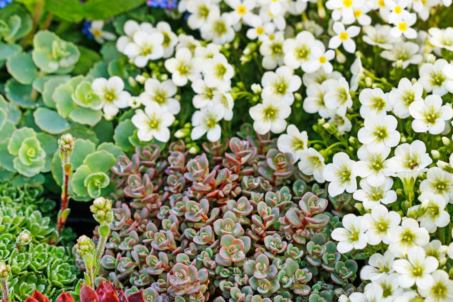 Saxifrage: planting, care & winter hardiness - Plantura