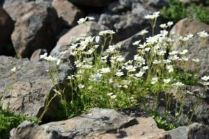 Saxifrage: planting, care & winter hardiness - Plantura