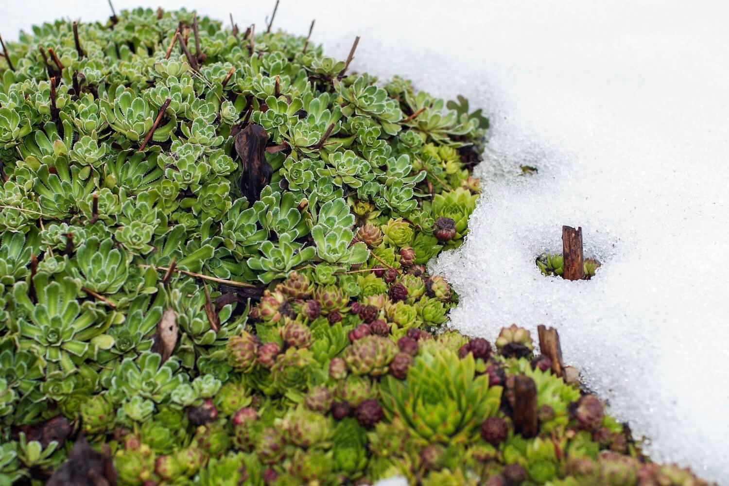 Saxifrage: planting, care & winter hardiness - Plantura