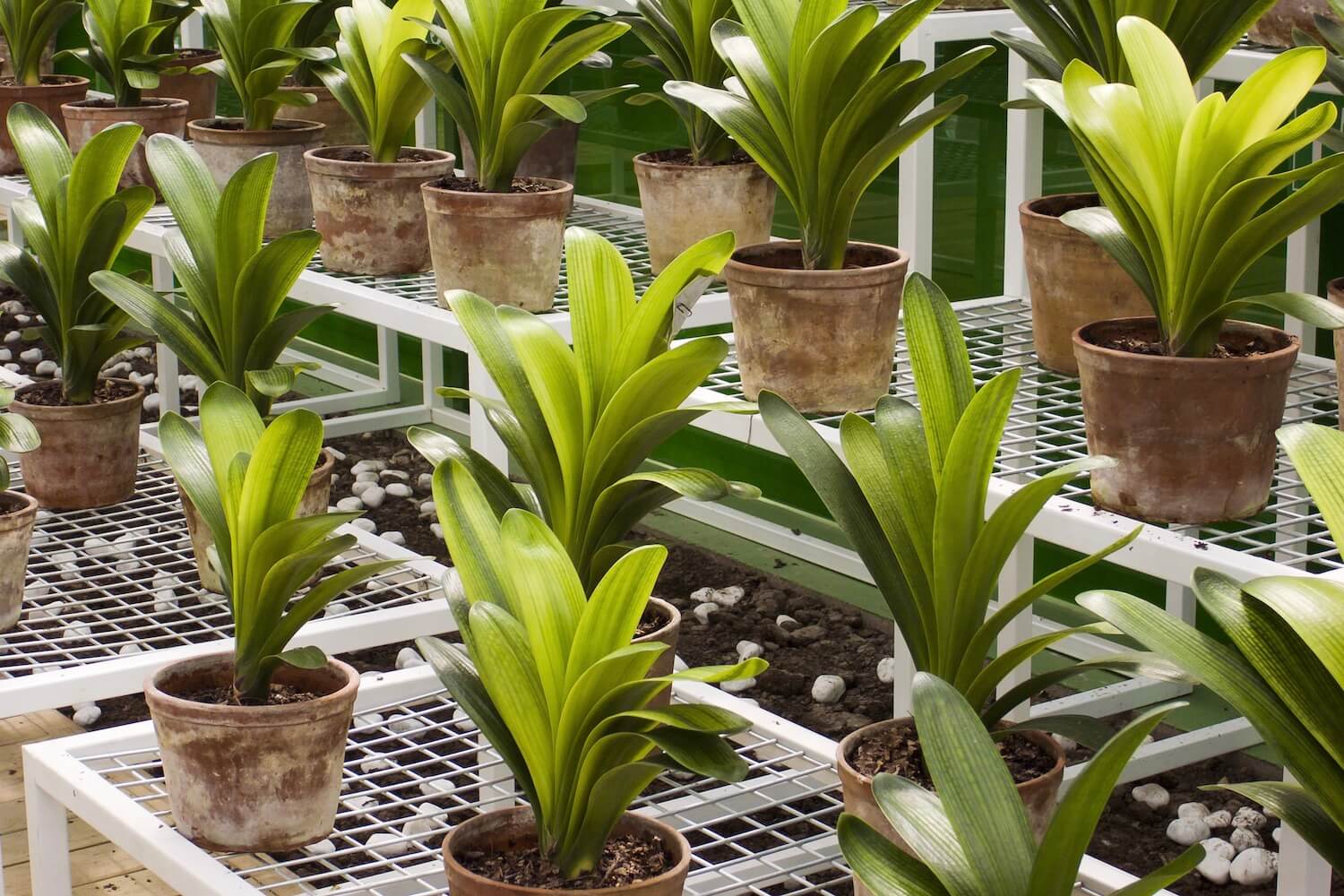 Clivia: profile, propagation & varieties - Plantura