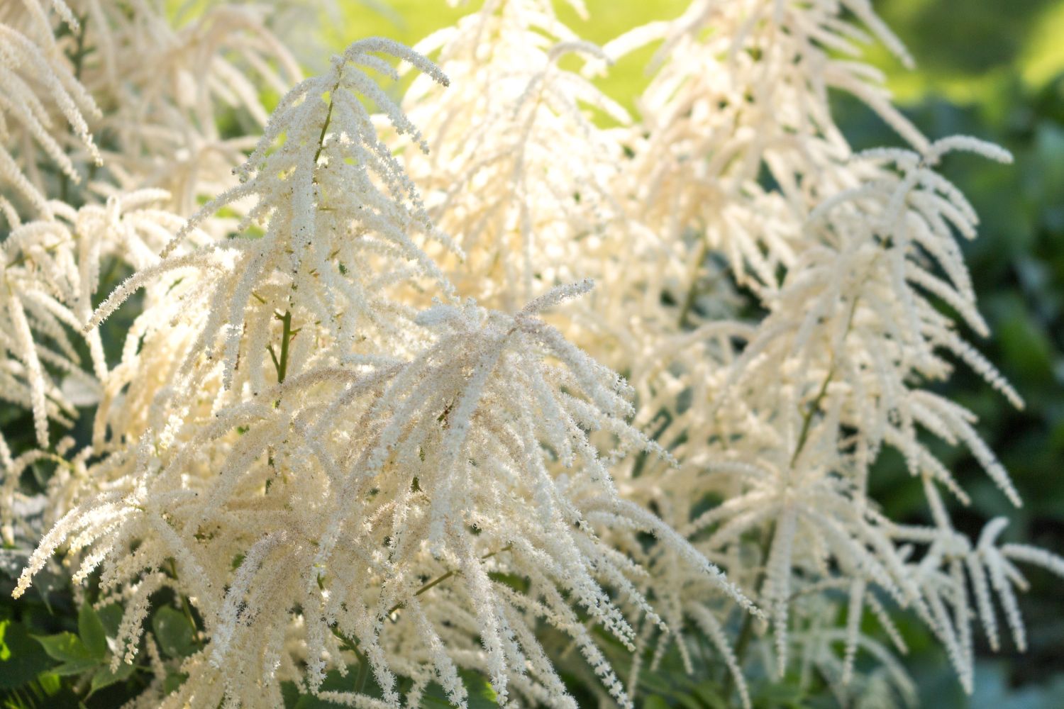 Astilbe: profile, propagation & overwintering - Plantura