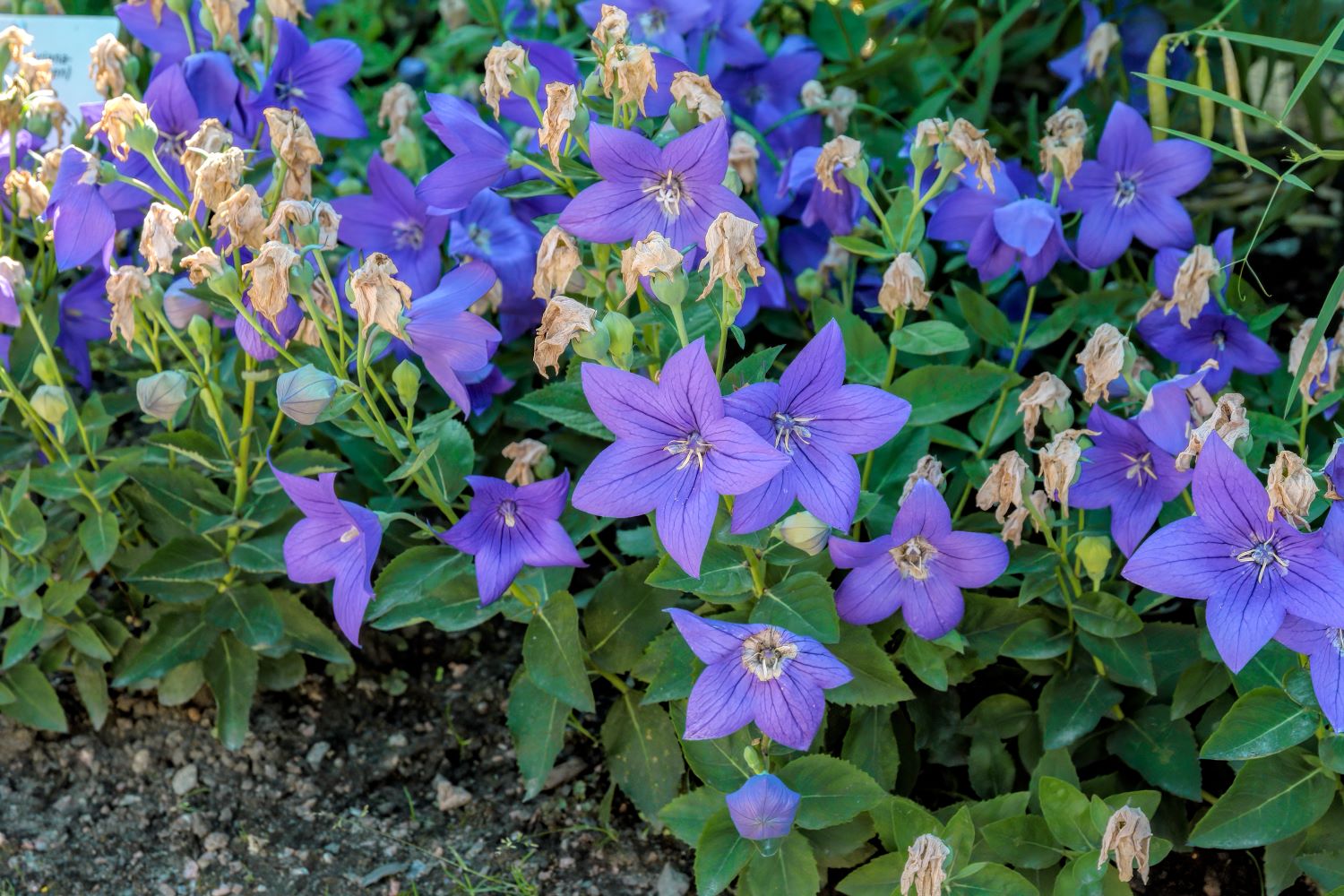 Balloon flower: plant, care & overwintering - Plantura