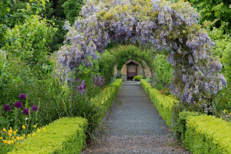 Wisteria trellis: how to train wisteria - Plantura