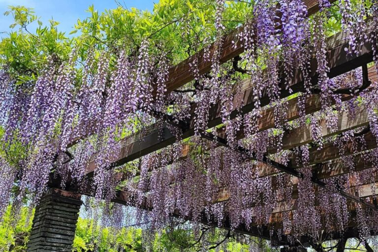 Wisteria trellis: how to train wisteria - Plantura