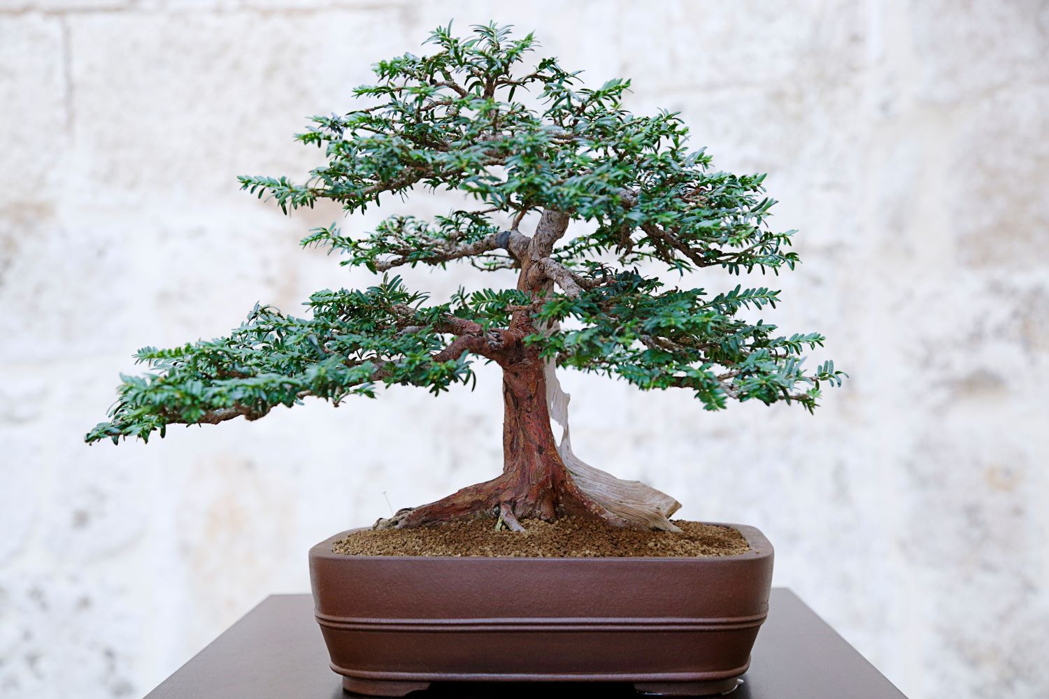 Growing a yew hedge in the garden - Plantura