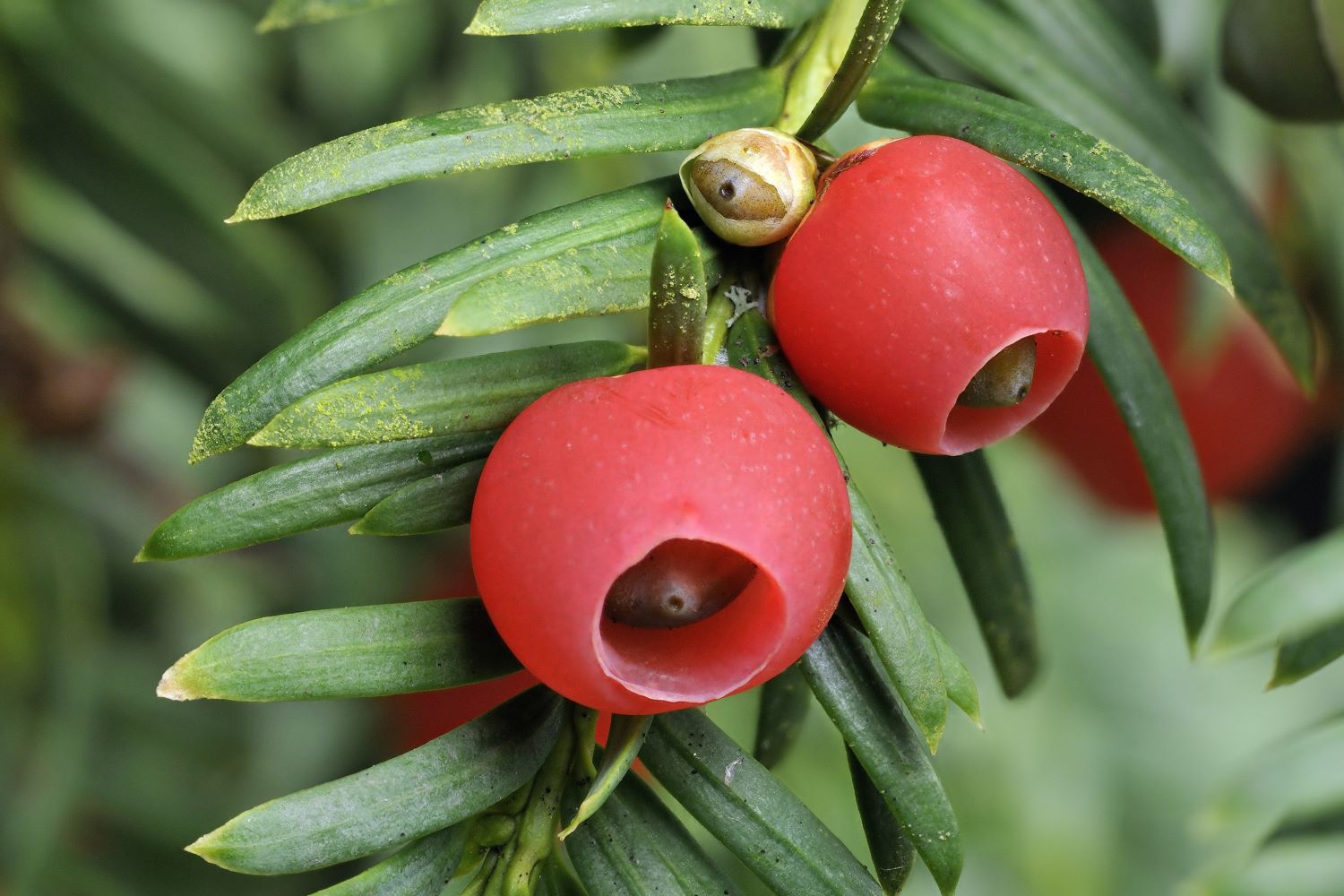 Yew trees: poisonous to humans & animals- Plantura