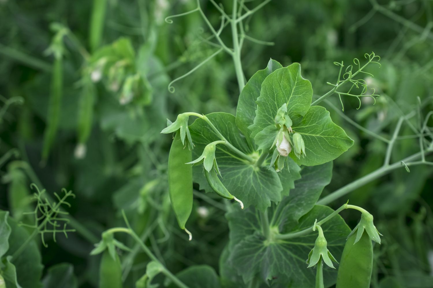 Types of peas: the best pea varieties - Plantura