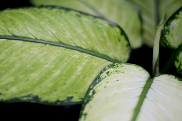 Dieffenbachia: care, propagation & varieties - Plantura