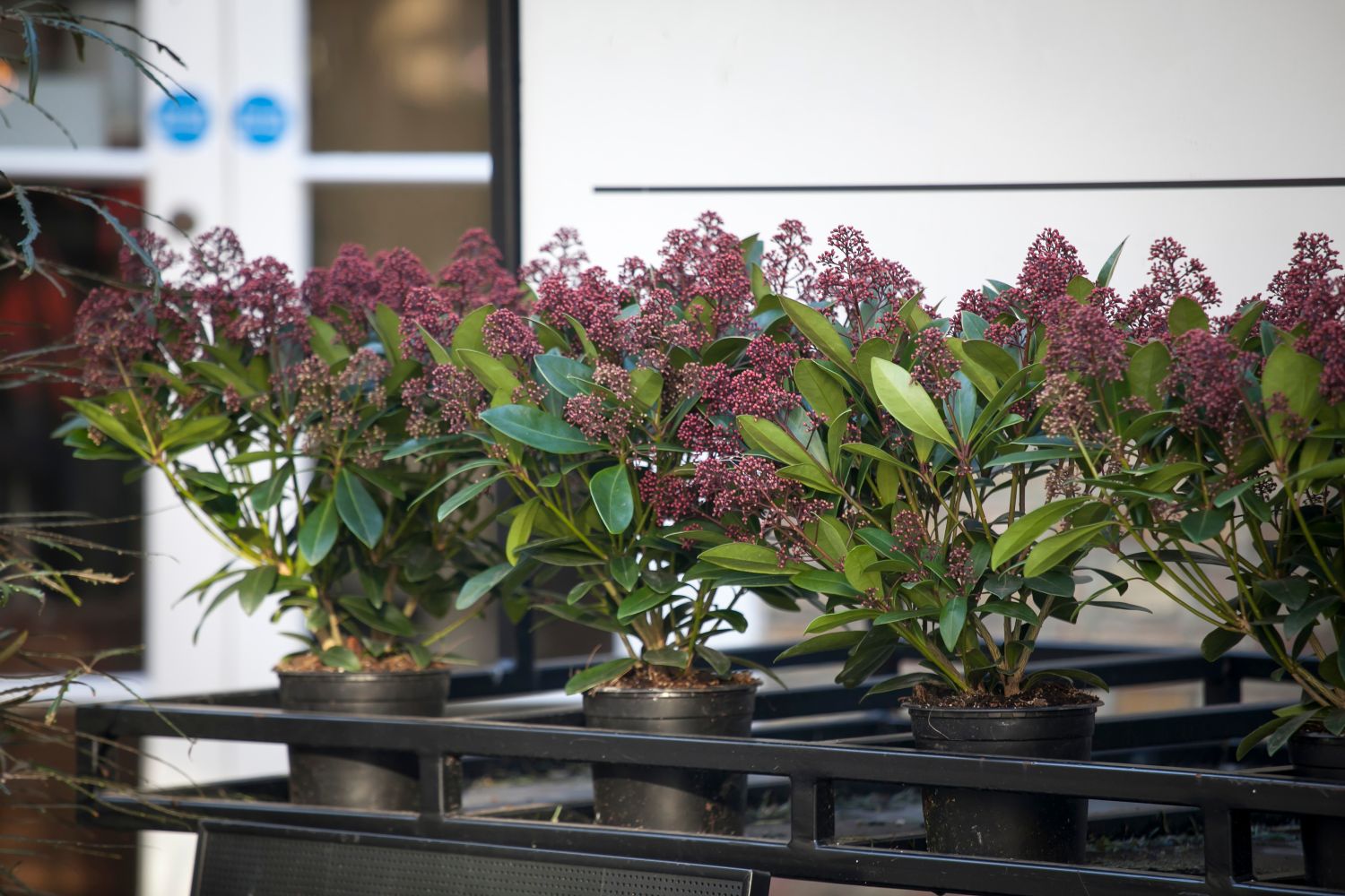 Balcony planting: best plants for a balcony & tips - Plantura