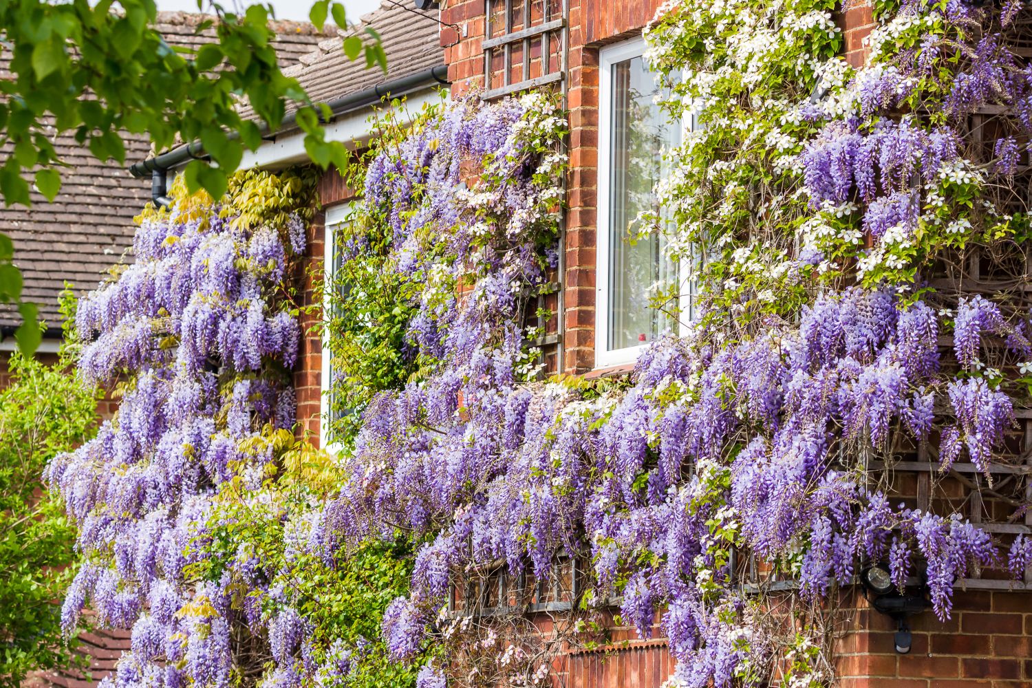 Planting wisteria: when, where & how - Plantura