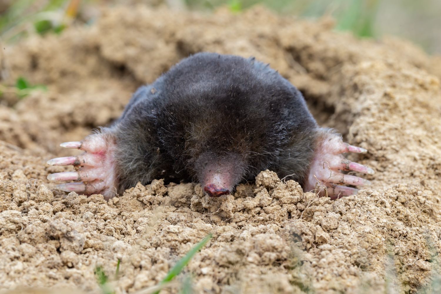 Mole control: mole repellent, netting & more - Plantura