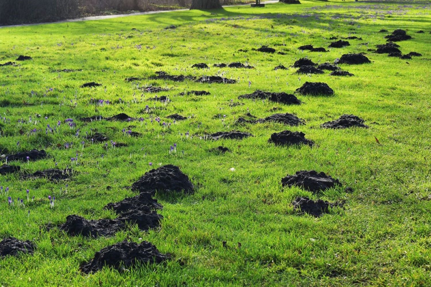 Mole control: mole repellent, netting & more - Plantura