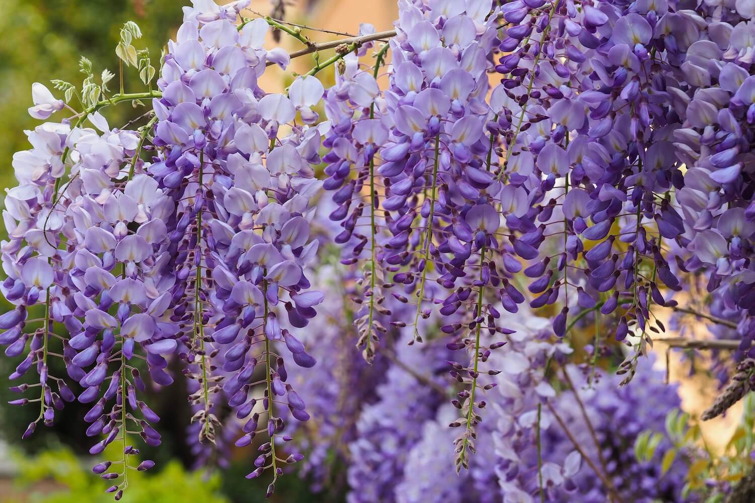 Planting wisteria: when, where & how - Plantura