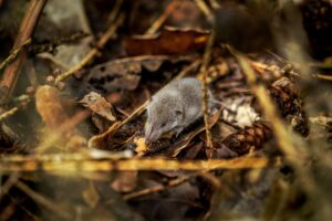 Shrew: animal profile, types & venomosity - Plantura
