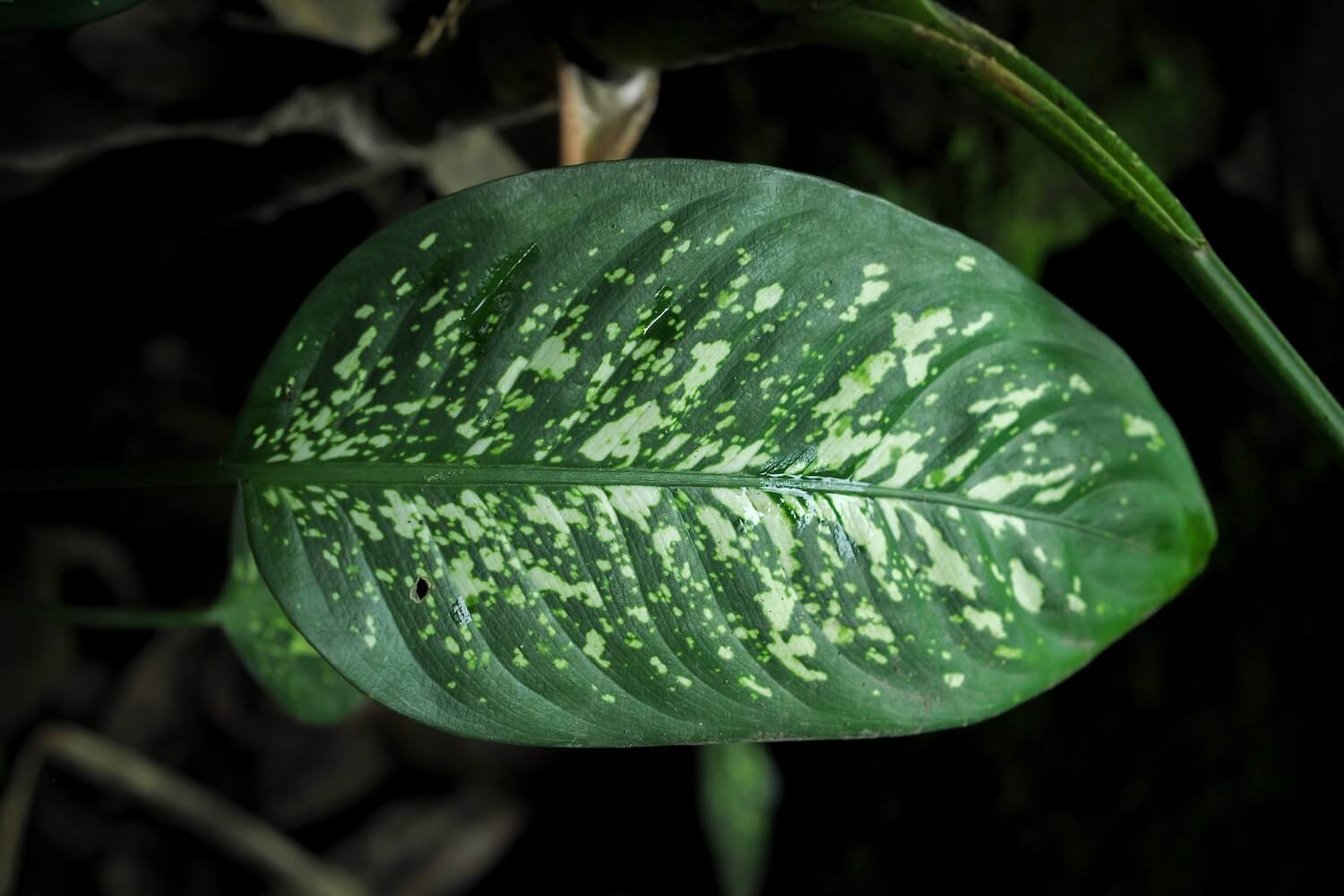Dieffenbachia: care, propagation & varieties - Plantura