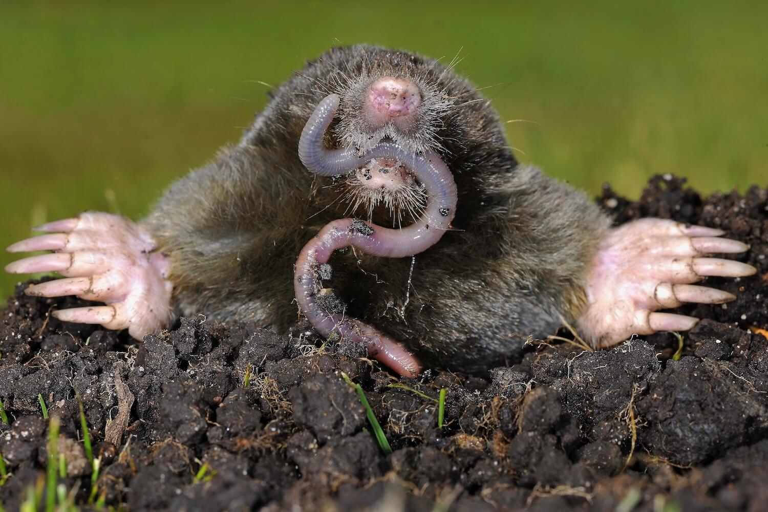 Moles: profile & tips - Plantura