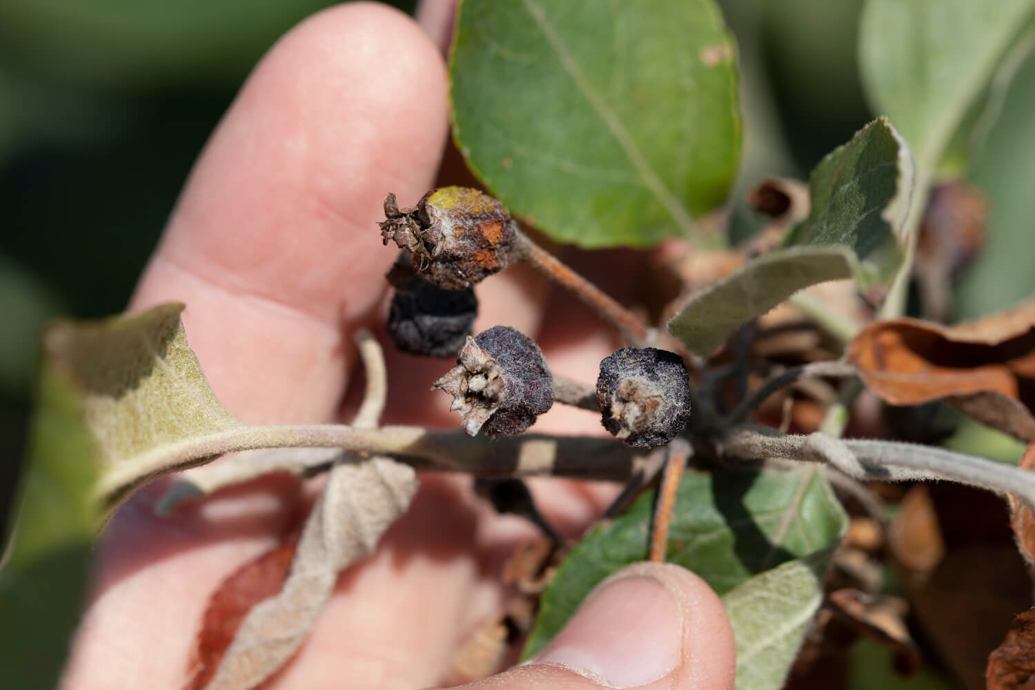 Fireblight: disease symptoms & treatment - Plantura