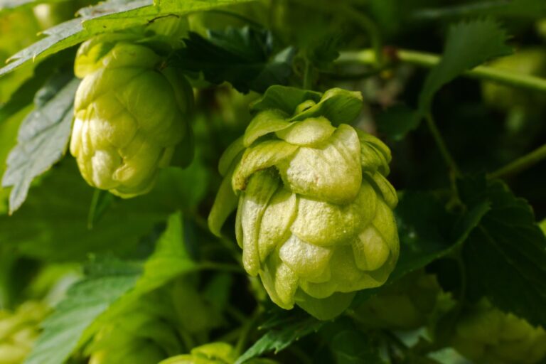 Hops: plant profile, flowers, care & hardiness - Plantura