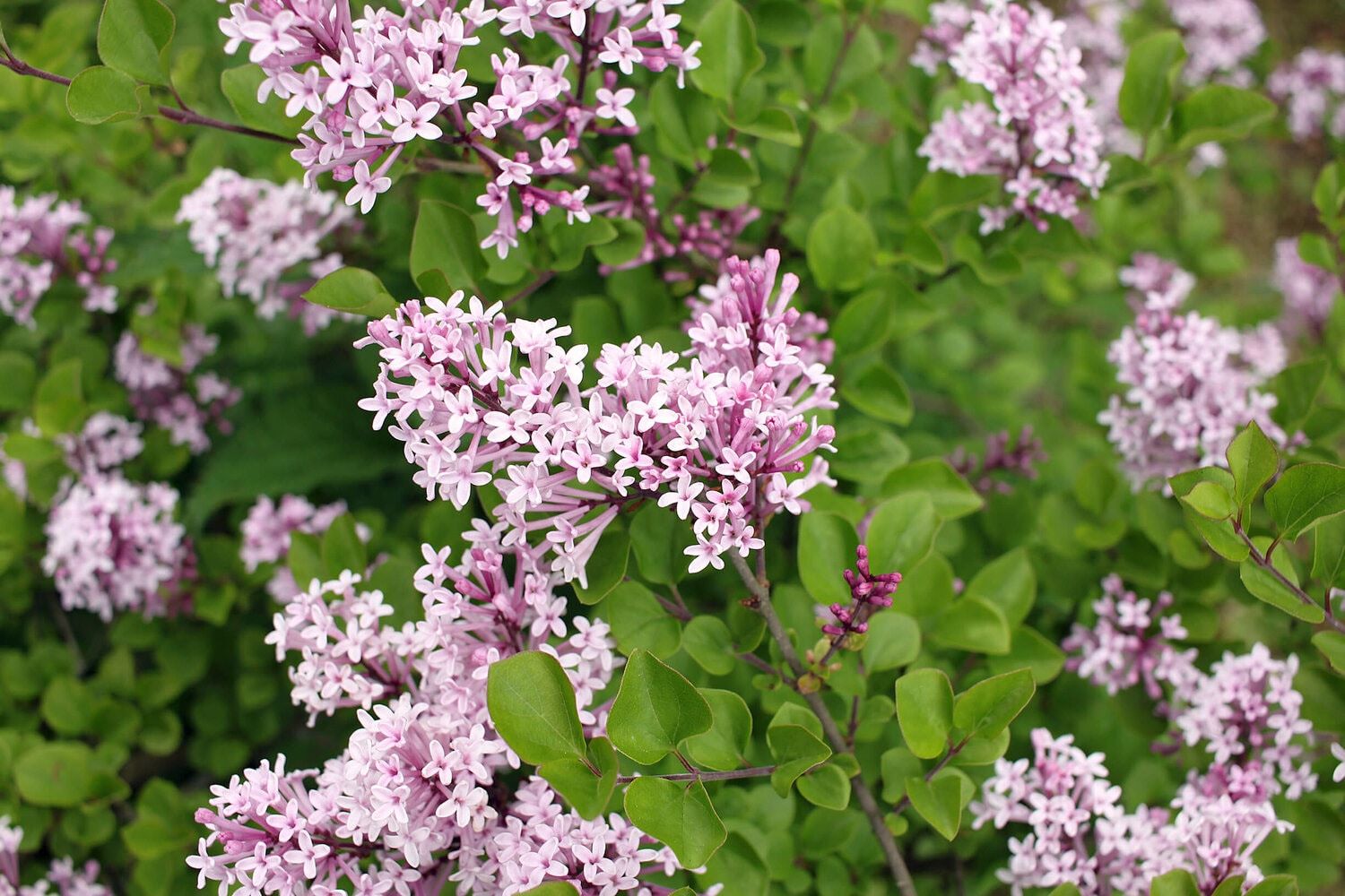 Lilac species: the different types of lilac trees - Plantura