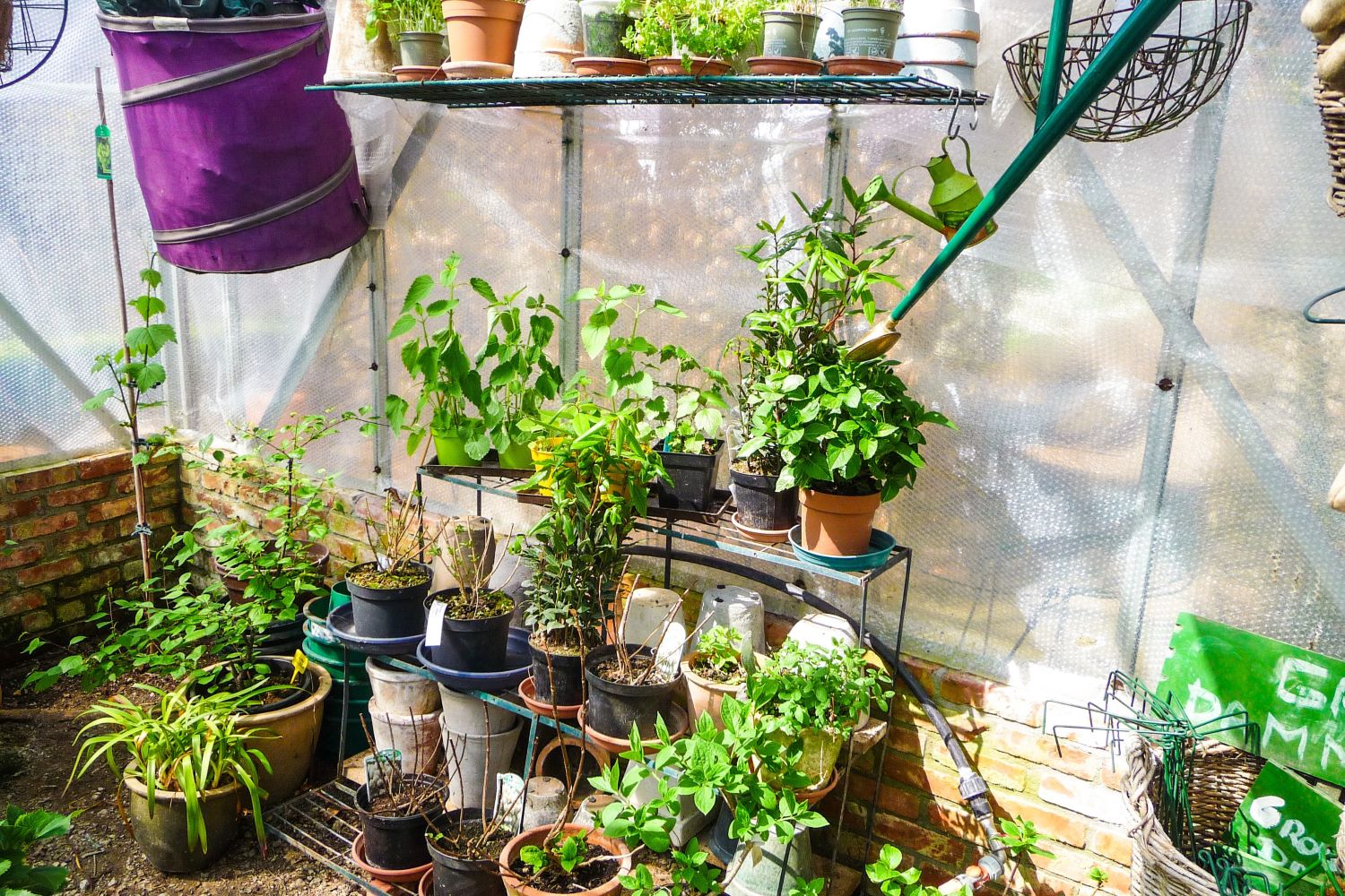 Winter greenhouses: overwintering plants - Plantura