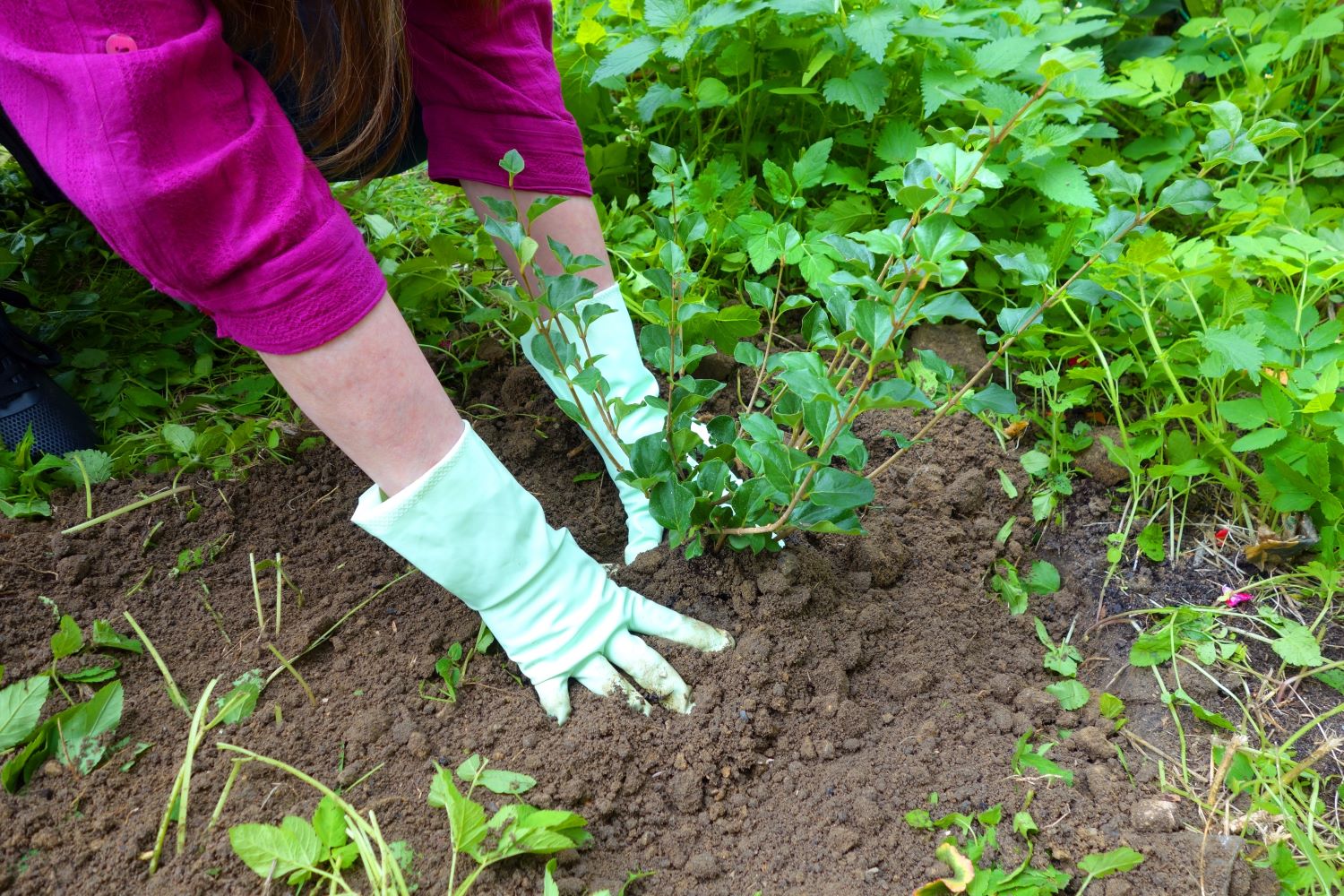 Planting lilacs: when, where & how to plant lilac - Plantura
