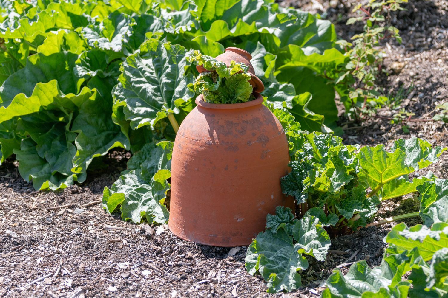 Planting rhubarb: when, where & how - Plantura
