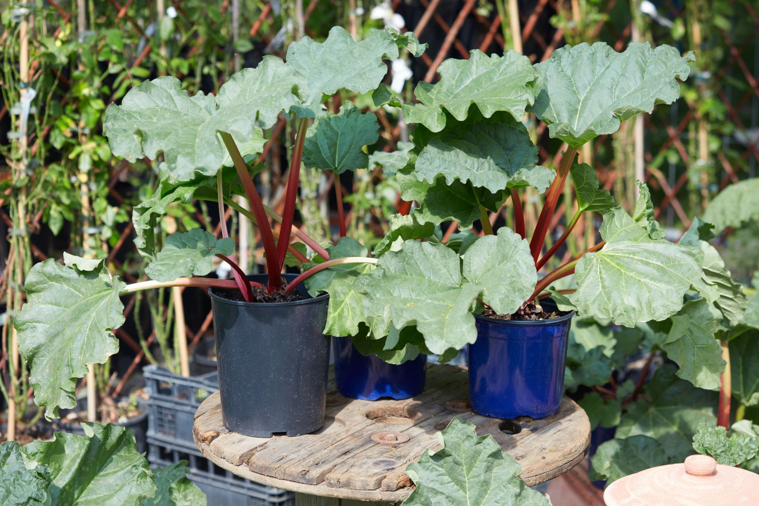 Planting rhubarb: when, where & how - Plantura