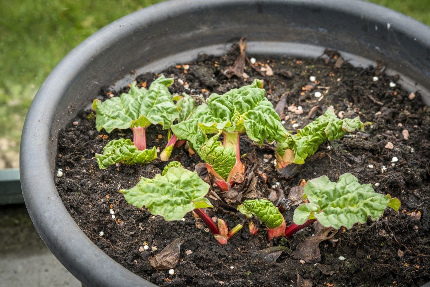 Planting rhubarb: when, where & how - Plantura