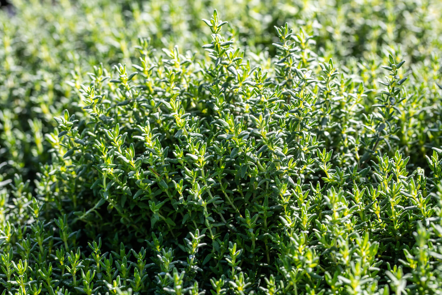 Thyme plant care: pruning, watering & fertilising - Plantura