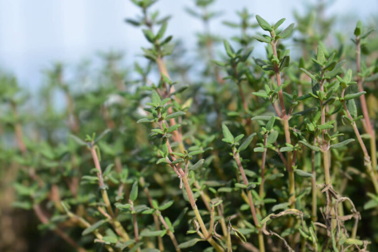 Thyme plant care: pruning, watering & fertilising - Plantura